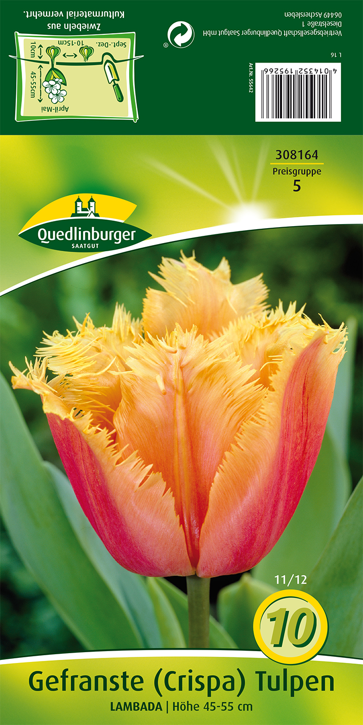 Tulpe gefranst Lambada Orange mit gelb R | 01759488